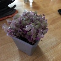 Poppy Flowers and Butterfly Photo Frame,floral Frame,wooden Frame ...