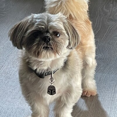 Personalized LED Dog Tag Light up Dog Tag Color Changing Stocking ...