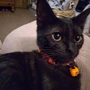 Halloween Cat Bell Cute Pumpkin pumpkin Bell - Etsy