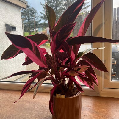 Ruby Wedding Rose 40th Wedding Anniversary Gift Help Celebrate a ...