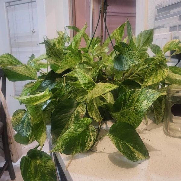 LIVE 6 Pot Ivy Plant, Hedera Helix, Plant Gift for Home, Dad Christmas ...