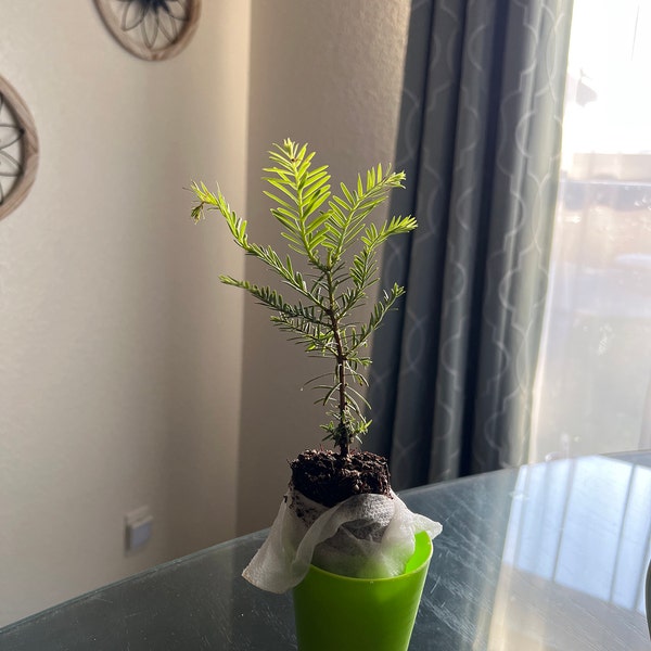 Coast Redwood Tree Seedling - Sequoia Sempervirens - SMALL - Etsy