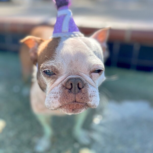 Pet Party Hat | Mini Cat Birthday Party Hat | Mini Cat Party Hat | Dog ...