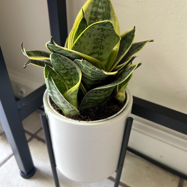 Calathea Burle Marx, Fishbone Prayer Plant, Unique and Easy to Care ...