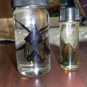 Wet Specimens REAL Mixed Lot of Assorted Specimens in Vials Collection ...