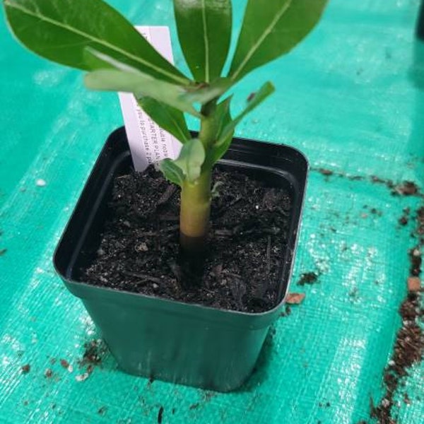 Desert Rose ‘double Noble’ Starter Plant (ALL STARTER PLANTS Require ...