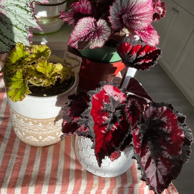 Rhizomatous Begonia 'starburst' - Etsy