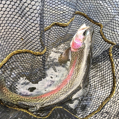 4 Chocolate Midge Emerger. Midges and Emergers. Foam Wing. Fly Fishing ...