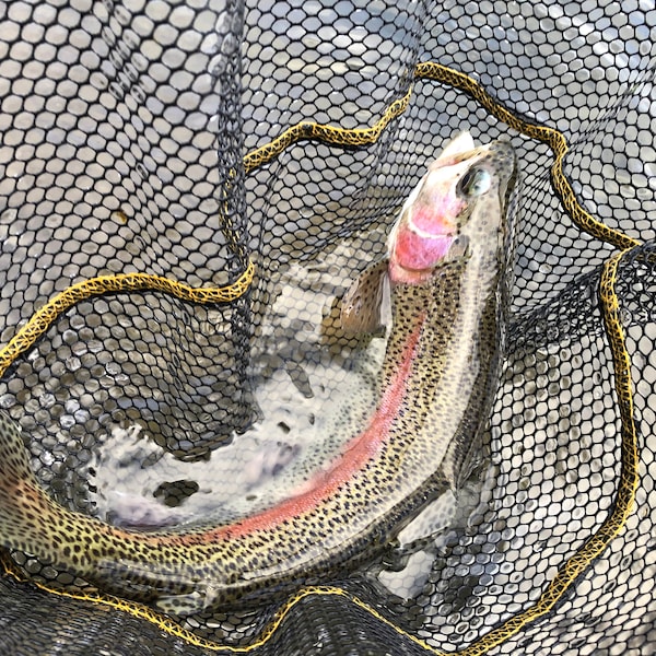 4 - Chocolate Midge Emerger. Midges and Emergers. Foam Wing. Fly ...