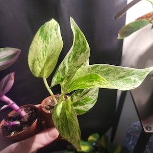 Snow Queen Pothos Single Starter Plant in a 1.5 Pot Epipremnum Aureum ...