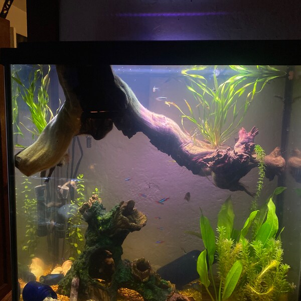 BUY 2 GET 1 FREE Corkscrew Val! (vallisneria Contortionist)-easy Live ...