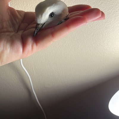 Saturn Atlas Moth Frame Specimen Entomology Taxidermy Curiosities ...