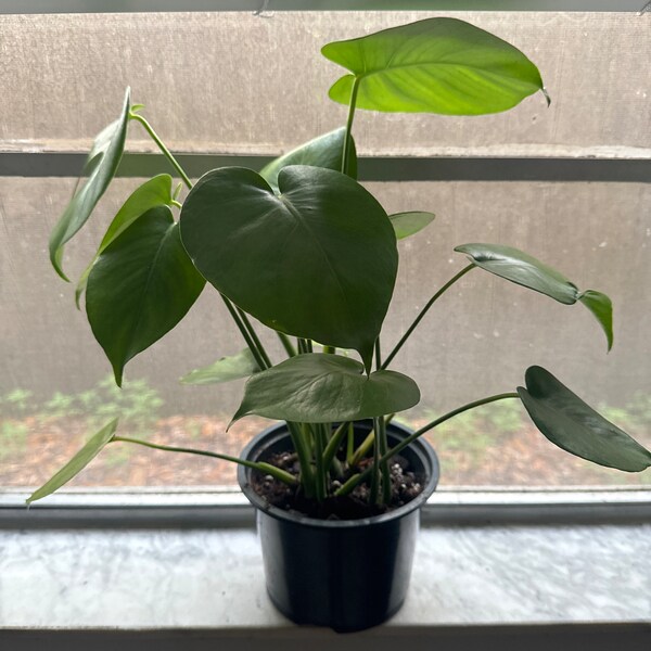 Monstera Deliciosa Tropical Split Leaf Plant 6" Inch Pot | Indoor ...