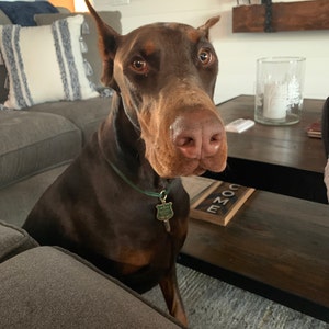 Personalized Bullet Pet Tag, Dog Name Tag, Man's Best Friend, Collar ...