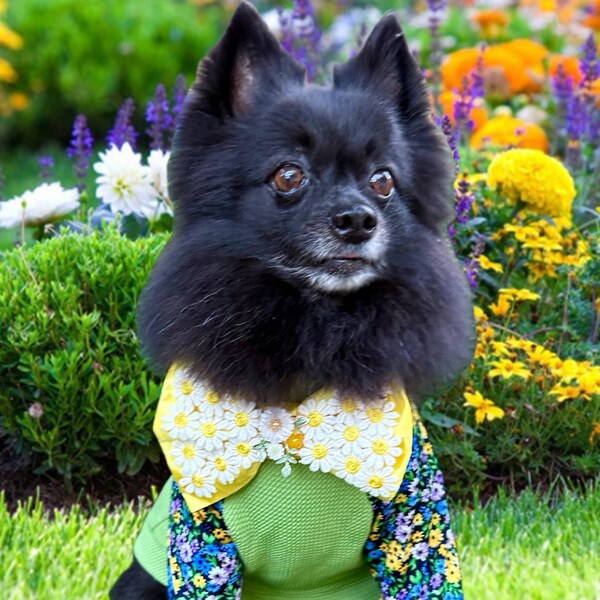 Butterfly Elegance White Glass Pearl Rhinestone Jewelry Collar Pet ...