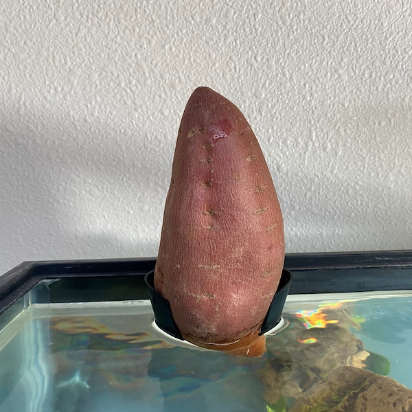 Poth-o-carry® Sweet: Sweet Potato Tank-side Holder for Your Aquarium ...