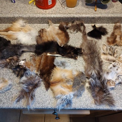 Tanned Fur Ermine Hides Pelts Skins Winter Long Tail Weasels 10 18 ALL ...