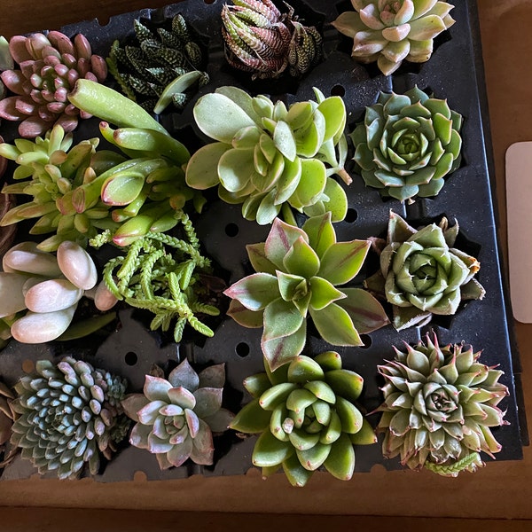 Assorted Live Rooted Succulent Plugs | Great for Baby Showers, Wedding ...