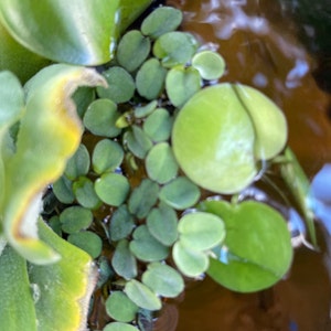 50 Leaf Velvet Water Spangles FREE BONUS PLANT Salvinia Cucullata ...
