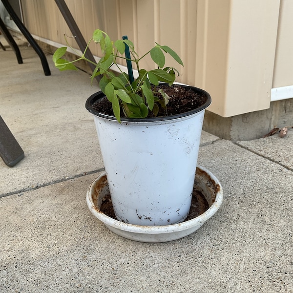 Clematis Flowering Vine Princess Anna Live Plant - Etsy