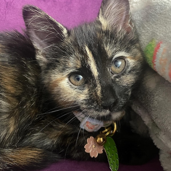 Collar Charms - Food Charms - Snacks - Extra Charms for Cat Collars ...