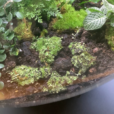 2 Pack Pixie Cup Live Lichen Moss for Terrariums Fairy Gardens Bonsai ...