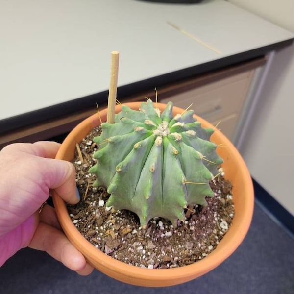 Rare Ferocactus Glaucescens Inermis Cactus, Spineless Live Plant (3 ...