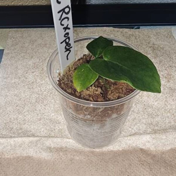 Hoya Lacunosa Silver Mint Coin Lightly Rooted Actively Growing Silver ...
