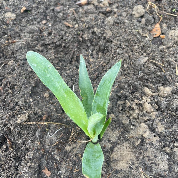 3 Giant Gladiator Allium. Plant Now for Next Spring Color. Super Easy ...