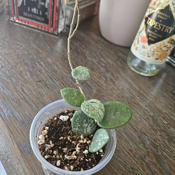 Variegated Maranta Prayer Plants, Beauty Kim Variegated, High ...