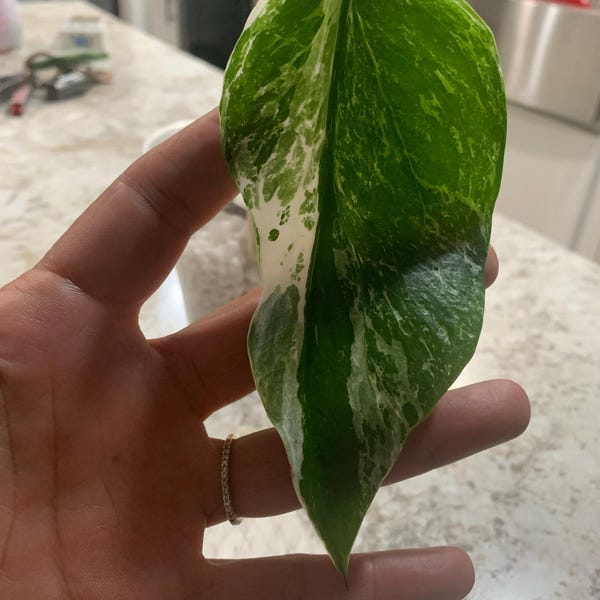 Carnival Pothos Teruno Series Epipremnum Aureum Carnival Terunoworld ...