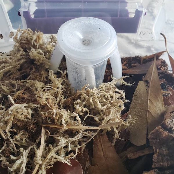 Terra-pod, Slow Wicking Ollas Style Pods for Invertebrate Bins ...