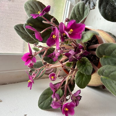 4 Pot Touch'n-smell Vicks Plant Plectranthus - Etsy