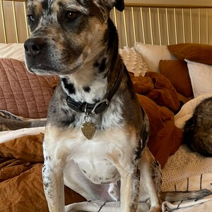 Dog Tag Camper Dog Tag Adventure Personalized Dog Tag Pet | Etsy