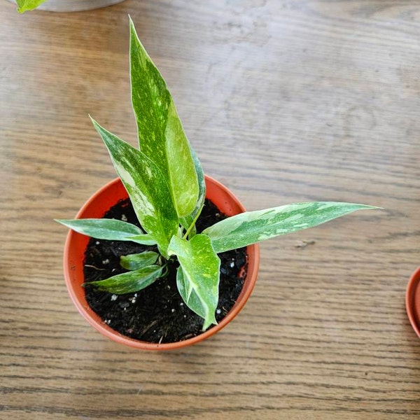 Philodendron White Princess 2 Starter Plant ALL STARTER PLANTS Require ...