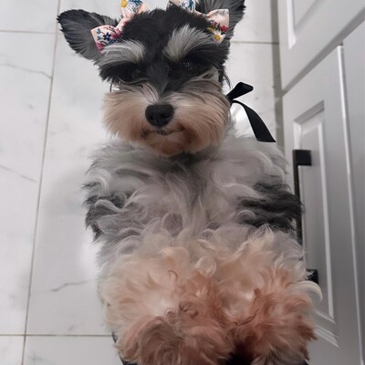 Denim Dog Bow - Etsy