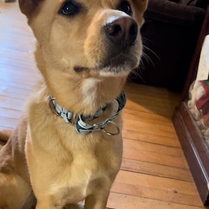 Biothane Tab or Bringsel Pick Your Color 1/2 Wide Heavy Weight, 8 Long ...