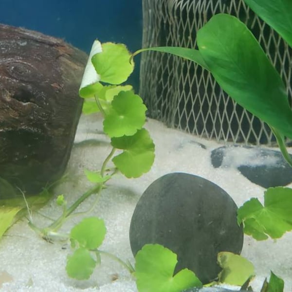 BUY 2 GET 1 FREE Brazillian Pennywort (hydrocotyle Sp)-easy Live ...