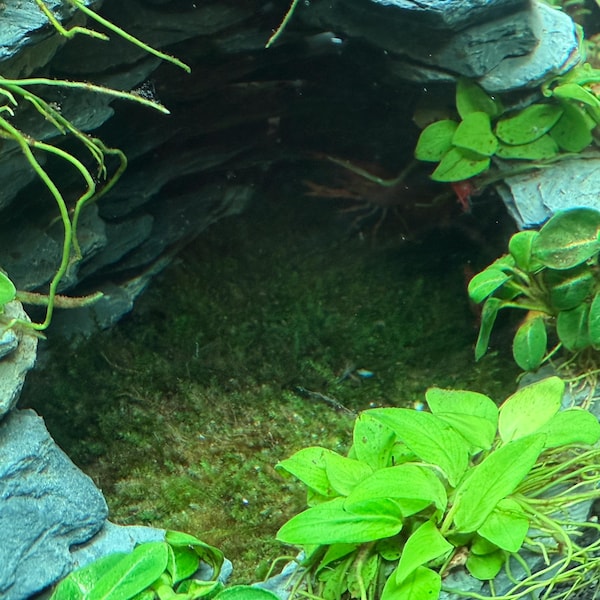 Java Fern 'lionfish' (microsorum Pteropus) on Nutripad - Rare Live ...