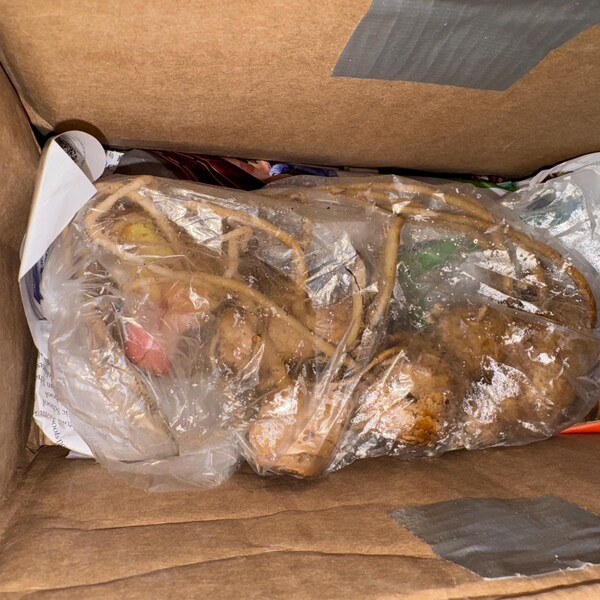 Wild Huckleberry - 100+ Seeds - Wildlife Food - Etsy