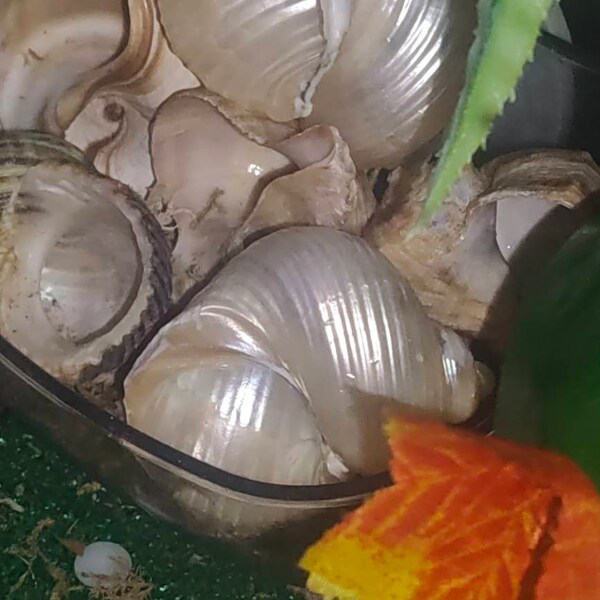 Large Polished Tiger Cowrie Shells (3 - 3.75 Inches) - Etsy