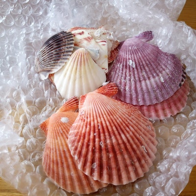 Beach Decor Purple Sea Urchins 3 Pc Natural Seashells Coastal Home ...
