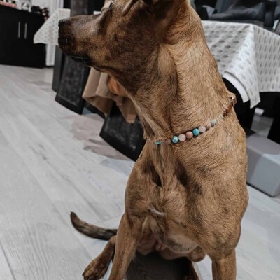 Anti Tick Collar for Dog, Em Ceramic, Sodalite and Tiger's Eye ...