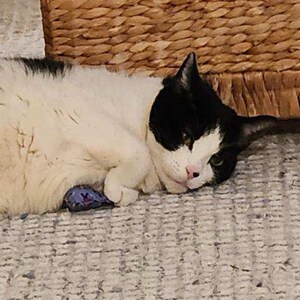 Cat Fin 5 Pack FIVE 5 Cheerful Assorted Cat Pyramid Toys Organic Catnip ...