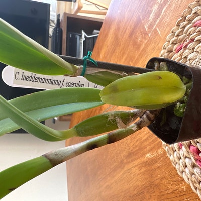 Cattleya Alaorii 'two Too' X 'peter Lin' HCC/AOS Live Cattleya Orchid ...