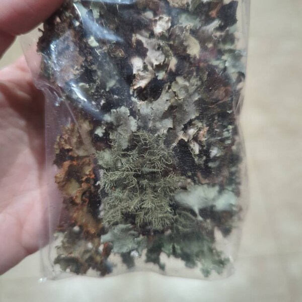 Dried Crepe Myrtle Seed Pods in Assorted Sizes, Natural Dried Mini ...