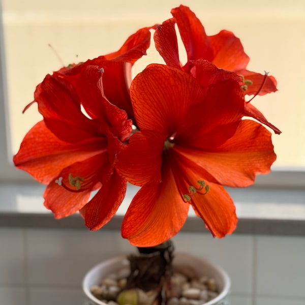 Mauna Loa Daylily Orange Flower Bulbs - Attract Butterflies ...
