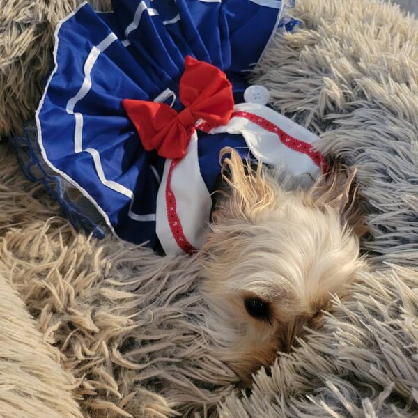 Dog Show Training Stack Box Toy Adult Size Stack Training 20 X 12 ...