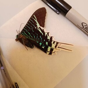 Real Framed Red Cracker Butterfly Hamadryas Amphinome Red Blue | Etsy