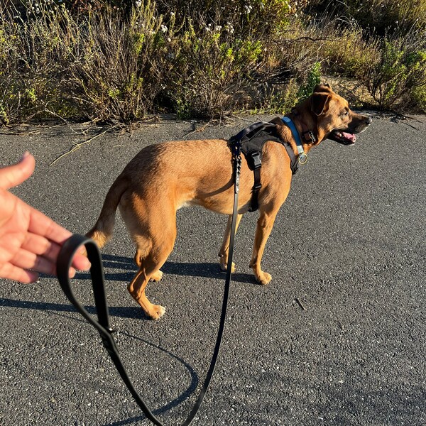 Trailblazer Customizable Braided Biothane® Dog Leash, Dog Lead ...